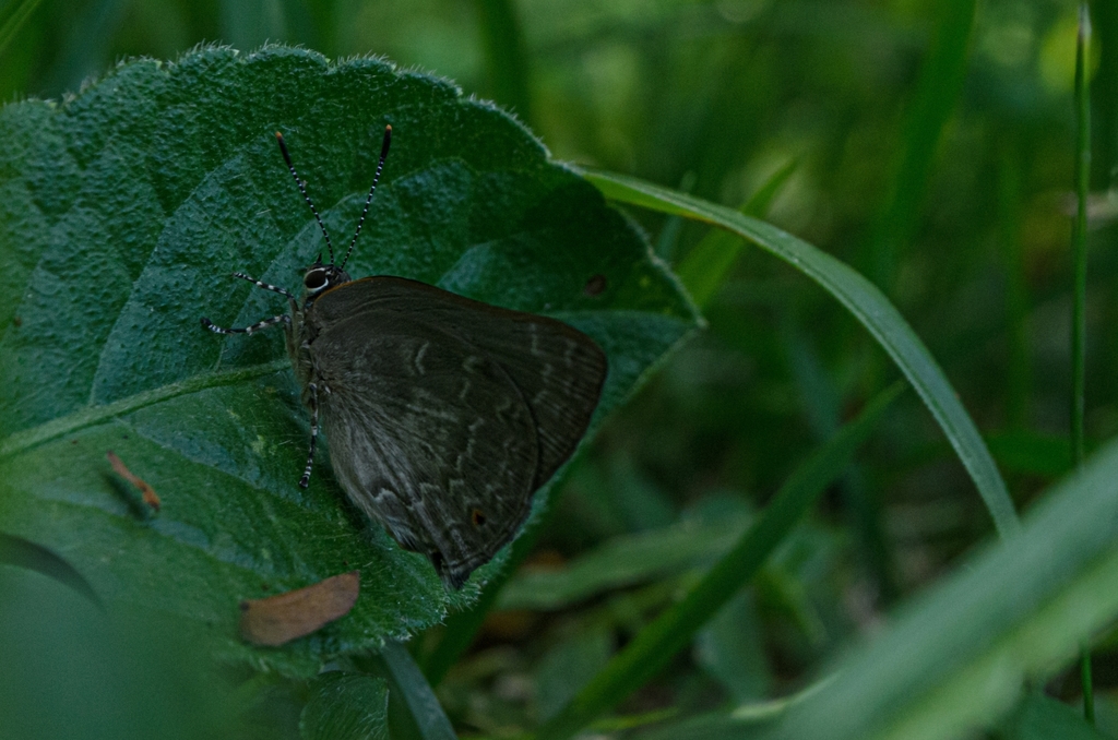 Ignata norax from Porto Alegre - RS, 91150, Brasil on December 17, 2023 ...