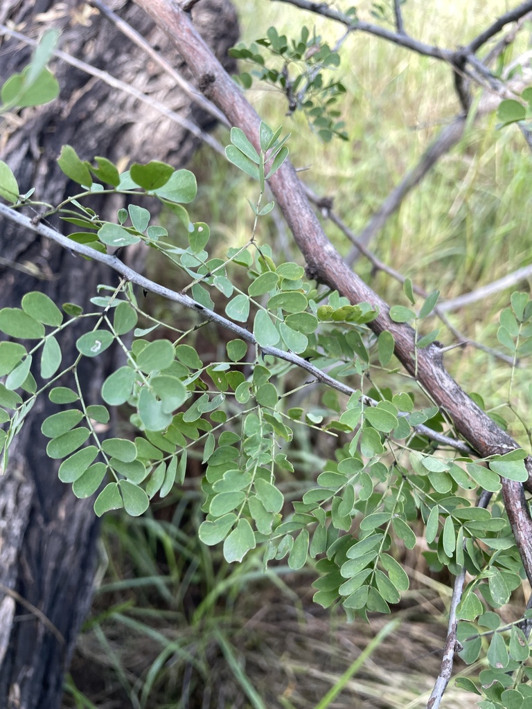 Wright Acacia from Avenida Río Sabinas, Sabinas, Coah., MX on December ...