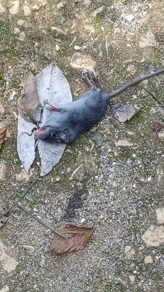 Mice, Rats, and Hamsters from Río Rita, Provincia de Colón, Panamá on ...