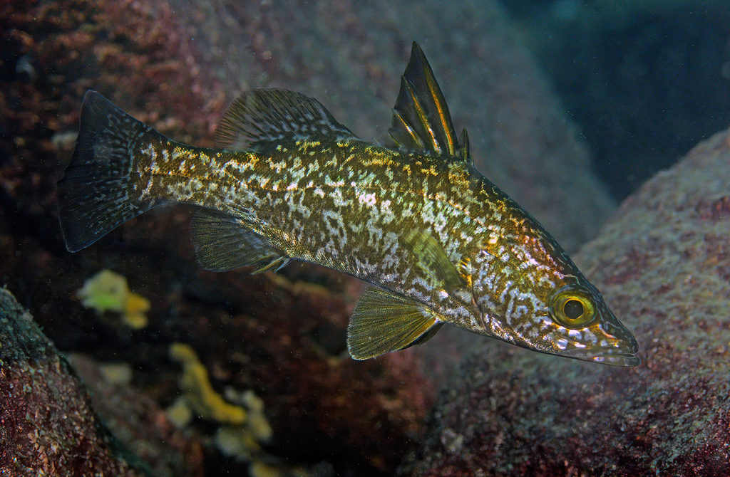 Tanganyika Lates in November 2023 by Ad Konings · iNaturalist