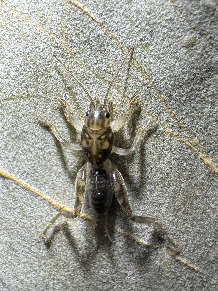 Neoscapteriscus from George S Gerber Memorial Park, Coconut Creek, FL ...