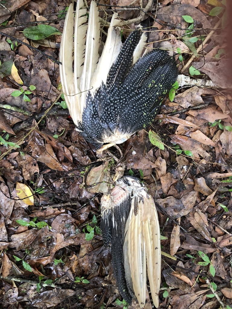 Domestic Guineafowl from 70647, Iowa, LA, US on April 5, 2019 at 02:00 ...
