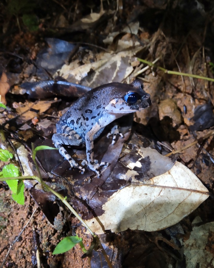 Java Spadefoot Toad from Kabupaten Temanggung, Jawa Tengah, Indonesia ...