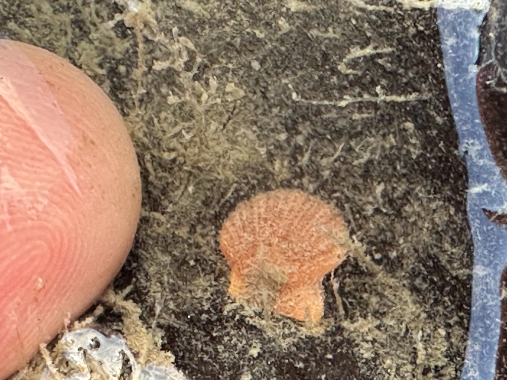Spiny Scallop from Skagit Bay, Oak Harbor, WA, US on December 18, 2023 ...