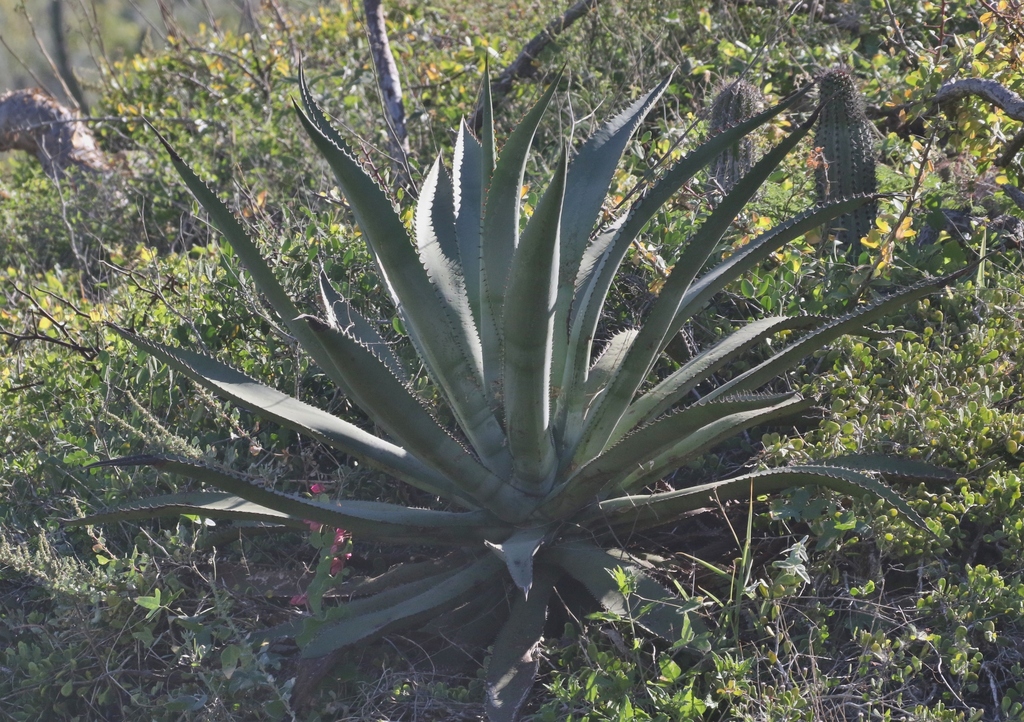Baja California Sur Century Agave from La Paz, BCS, Mexico on December ...