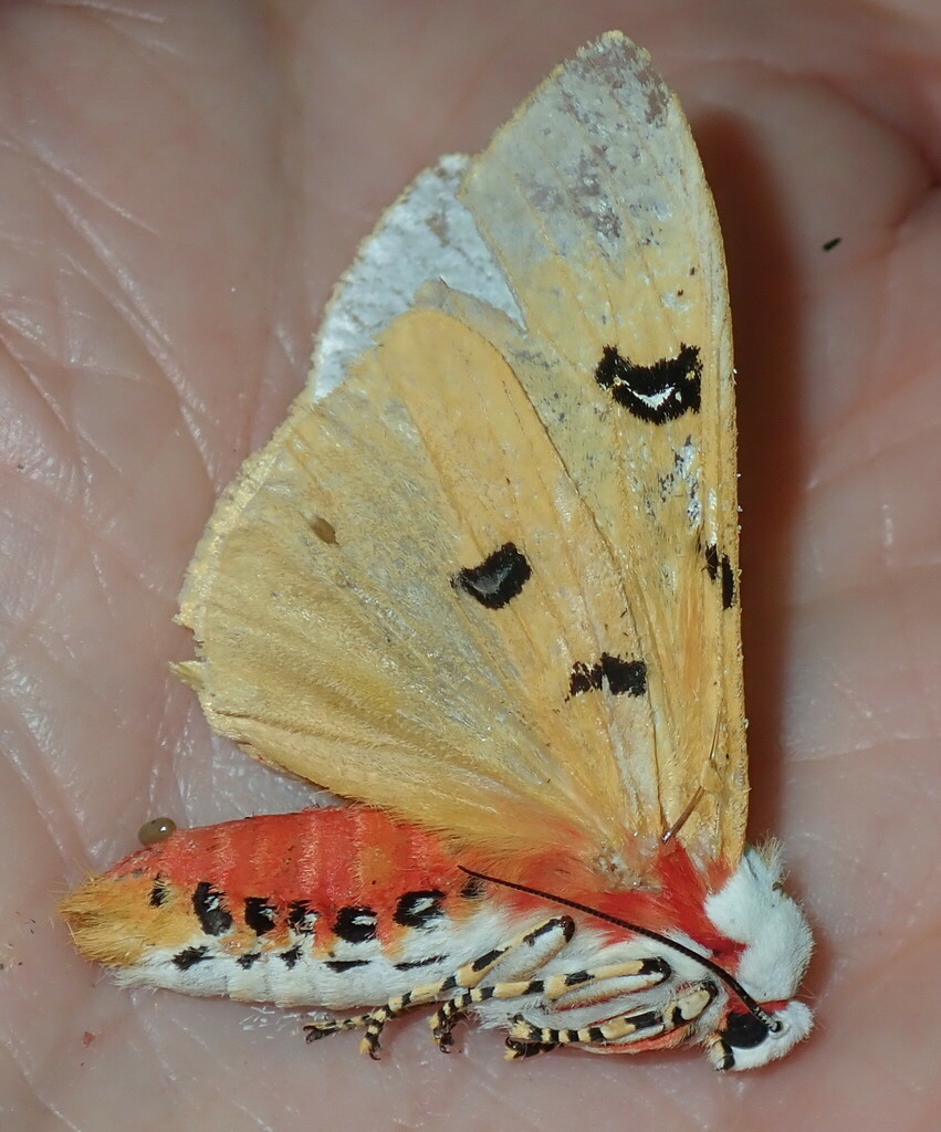 Orange Tricolour Tiger Moth from Harry Gwala District Municipality ...