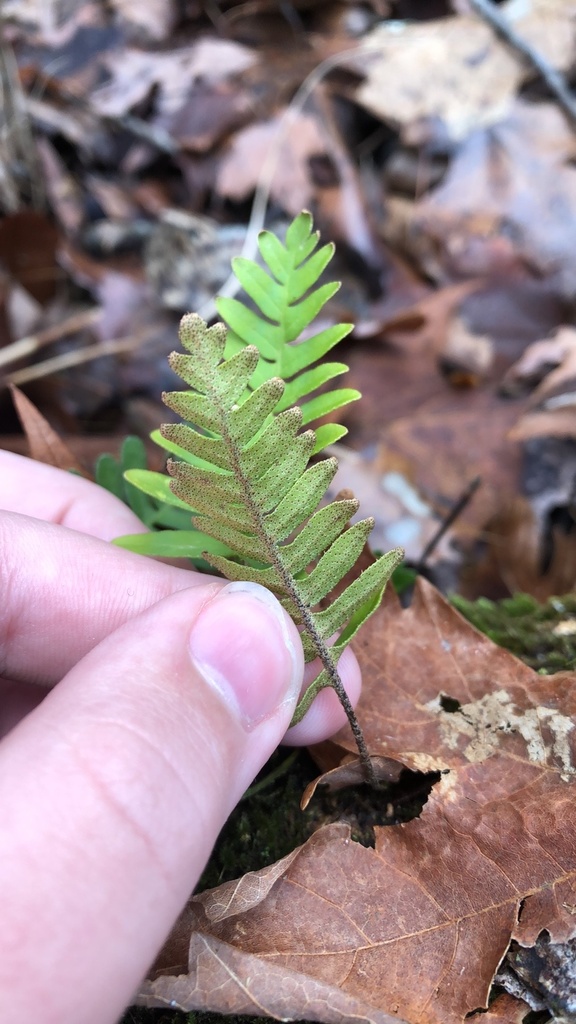 resurrection fern from Haw Ridge Park, Oak Ridge, TN, US on December 18 ...
