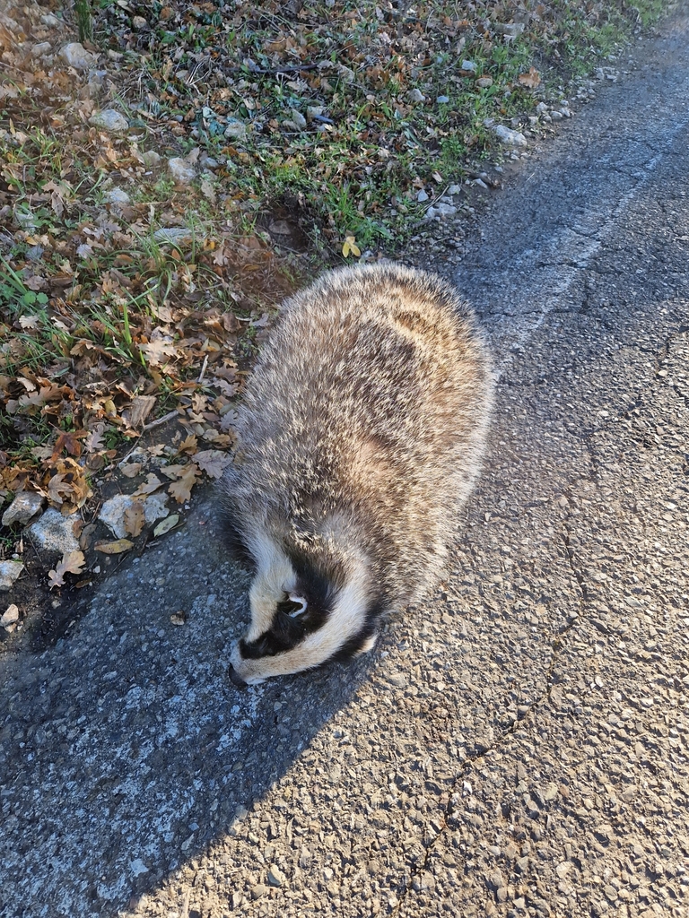 European Badger from 58014 Manciano, Province of Grosseto, Italy on ...