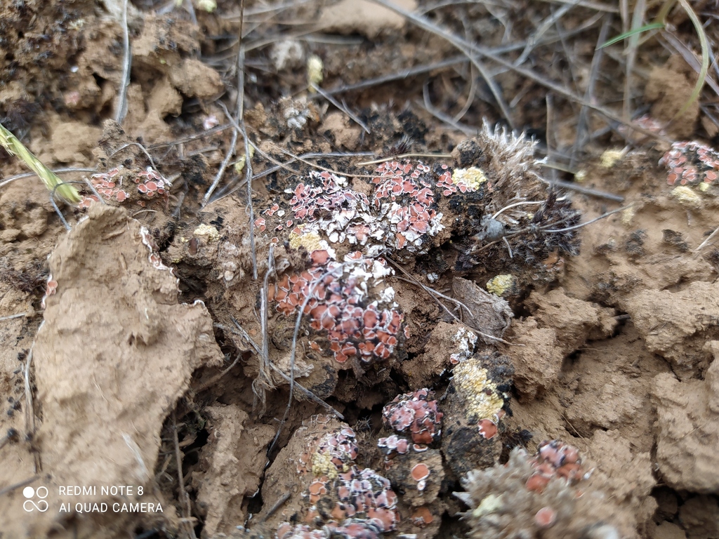 Blushing Scale from Заветинский р-н, Ростовская обл., Россия on May 27 ...