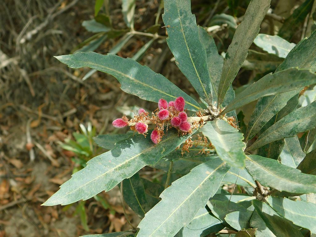Wild Almond from River Loop Greyton, 7233, South Africa on December 18 ...