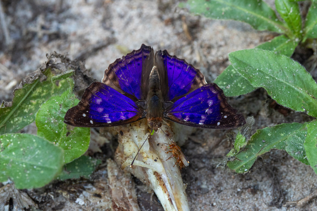 Agathina Emperor from Concesión Villa Ana, Madre de Dios on October 30 ...