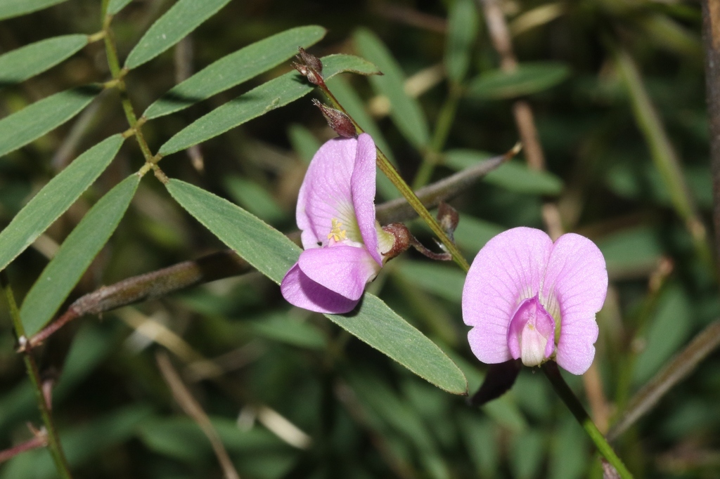 Red Hoary-Pea from La Paz, BCS, Mexico on December 5, 2023 at 05:20 PM ...