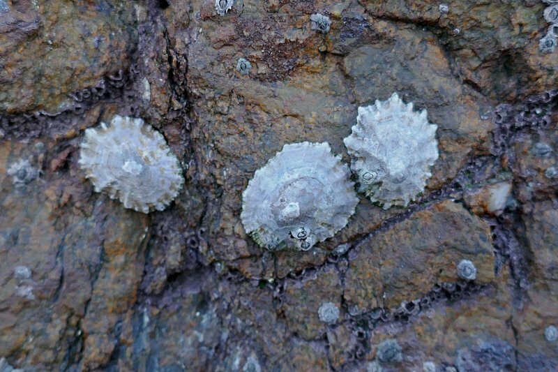 Black-footed Limpet from Lieu dit le Montmarin, 35730 Pleurtuit, France ...