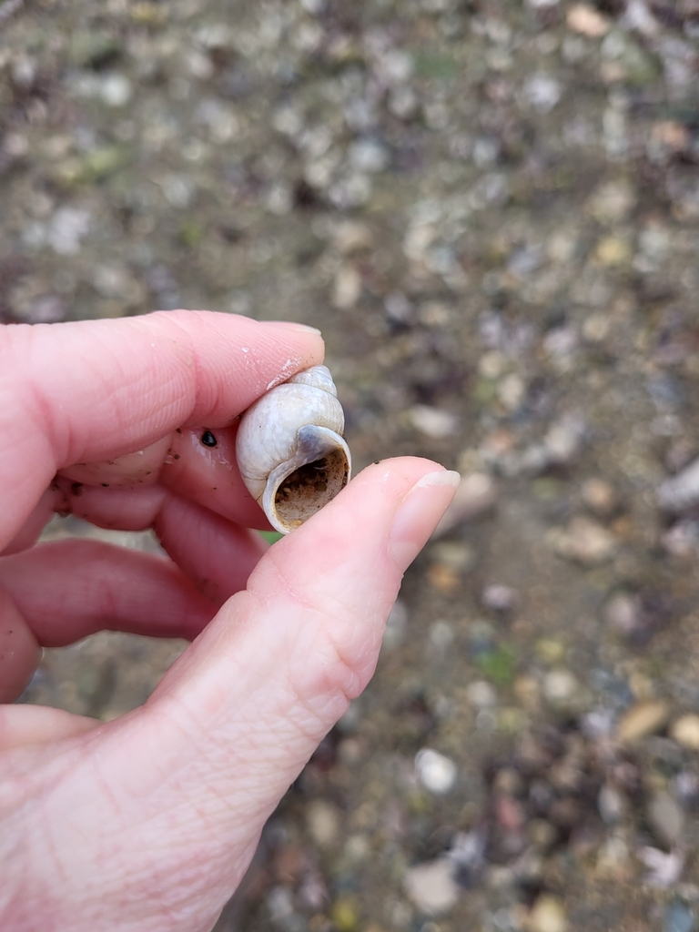 Pointed Campeloma in December 2023 by Grace Schumacher · iNaturalist