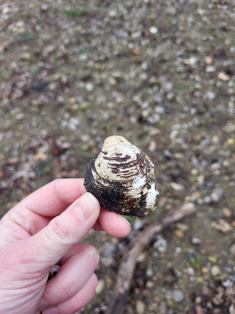 Round Pigtoe from Tippecanoe Township, IN, USA on December 17, 2023 at ...