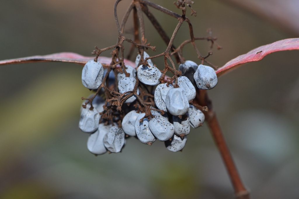 southern wild raisin in December 2023 by Jake Smith · iNaturalist
