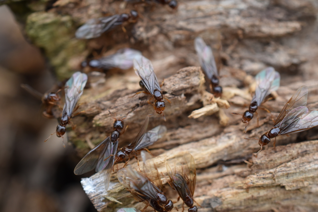 Ants from Hancock County, OH, USA on April 05, 2019 at 02:56 PM by ...