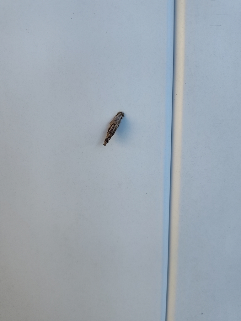 Phereoeca from Sky Lake, FL 32809, USA on December 18, 2023 at 04:24 PM ...