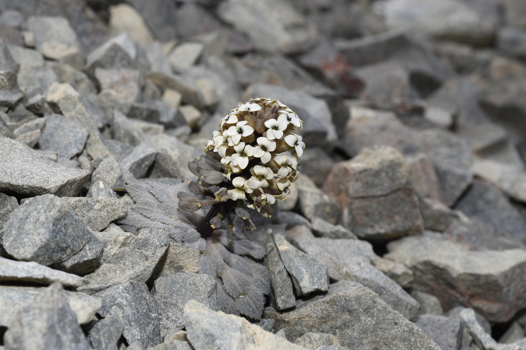 Penwiper from Castle Hill 7580, New Zealand on December 17, 2023 at 12: ...