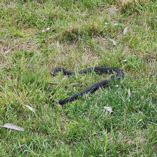 Highlands Copperhead (Austrelaps ramsayi) - Snakes and Lizards