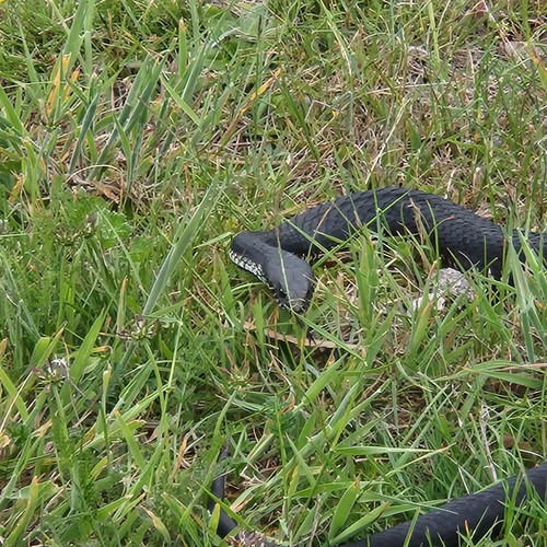 Highlands Copperhead (Austrelaps ramsayi) - Snakes and Lizards