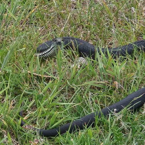 Highlands Copperhead (Austrelaps ramsayi) - Snakes and Lizards