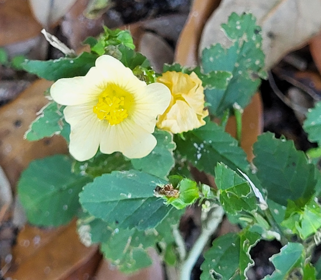 Common Fanpetals in December 2023 by Melissa · iNaturalist