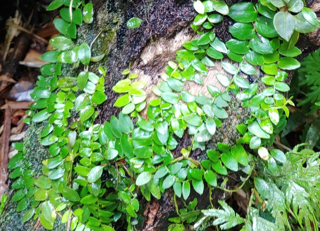 Shingle Vine from Sabana, Luquillo 00773, Puerto Rico on December 14 ...