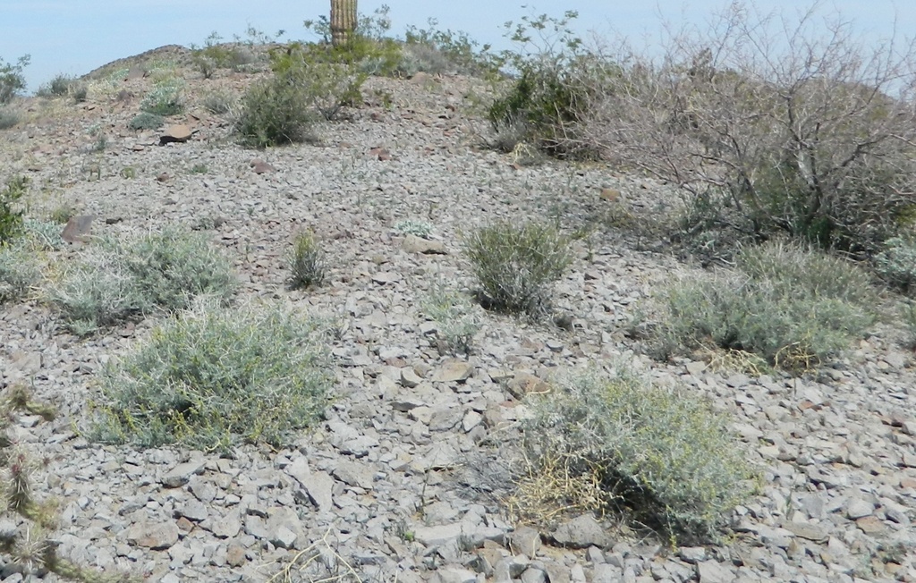 Burrobush from Kofa National Wildlife Refuge, Yuma, AZ, US on March 27 ...