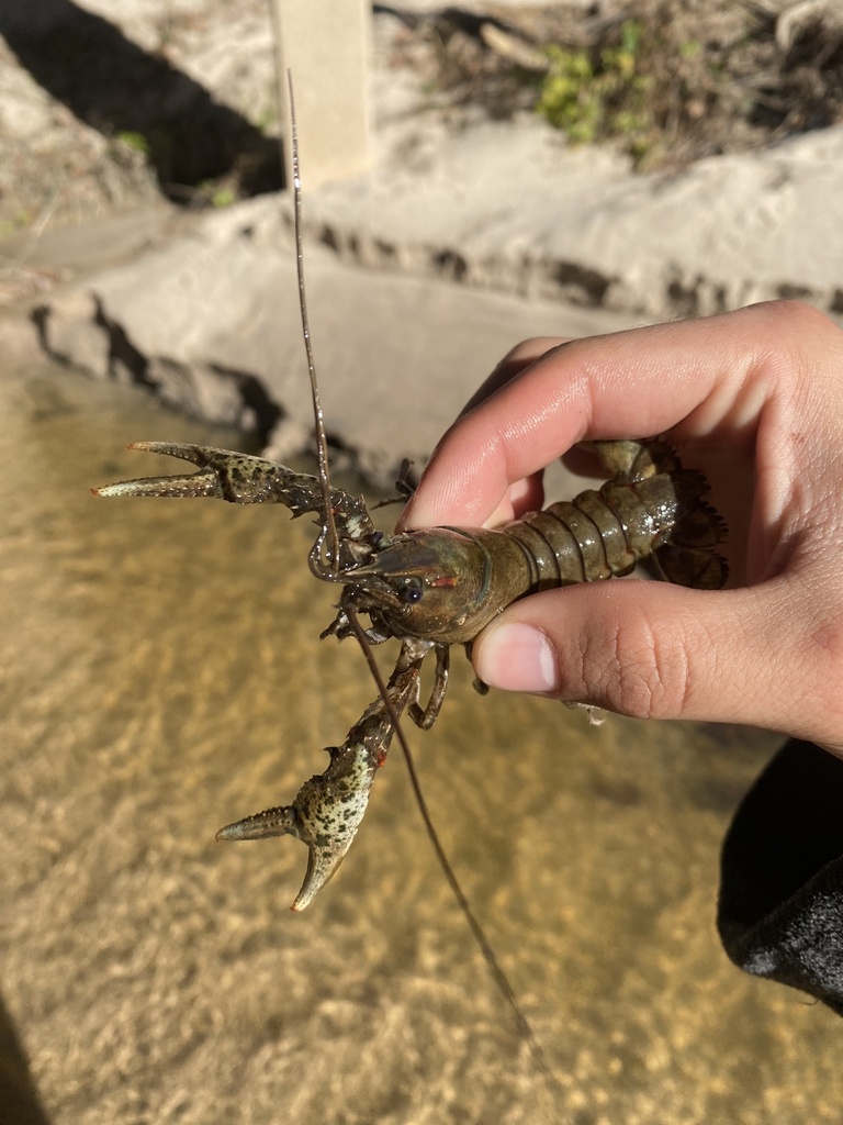 Texas River Crayfish from SH-19 S, Huntsville, TX, US on December 18 ...