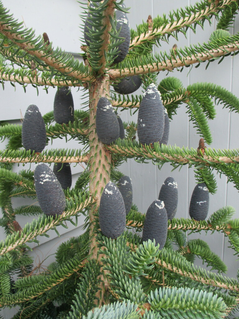 dragon spruce from Arboretum. Albury. NZ on November 27, 2023 at 06:34 ...