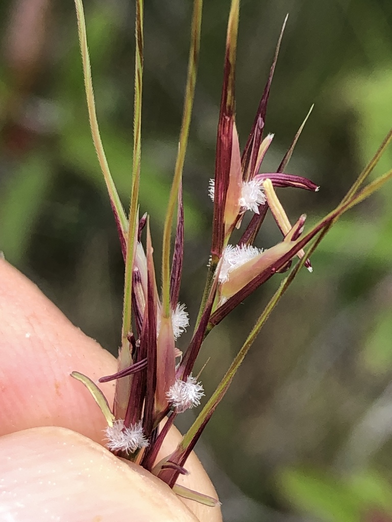 purple needlegrass (Nassella pulchra) - Botanical Realm
