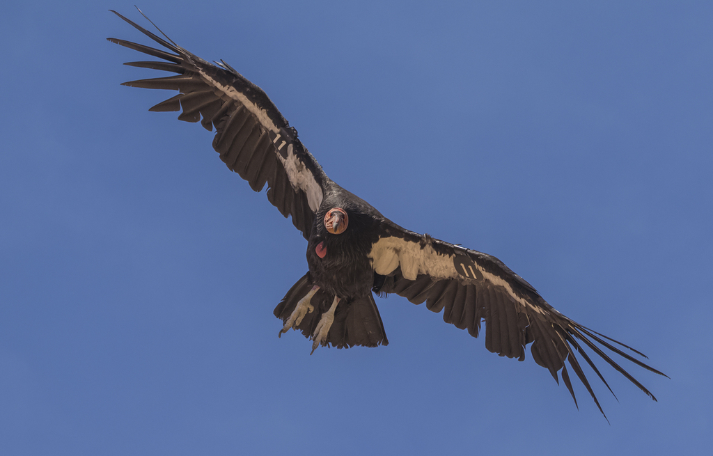 California Condor in June 2020 by christrent. Condor #611. Sadly no ...