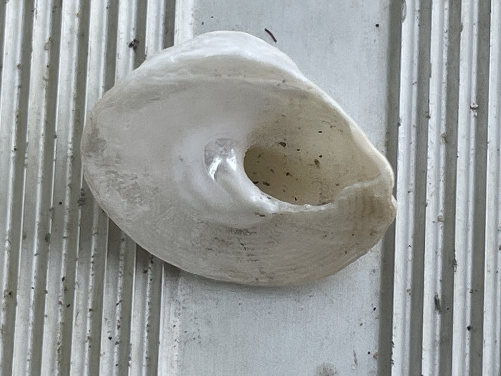 Common Tent Shell from Bega Valley, AU-NS, AU on December 19, 2023 at ...