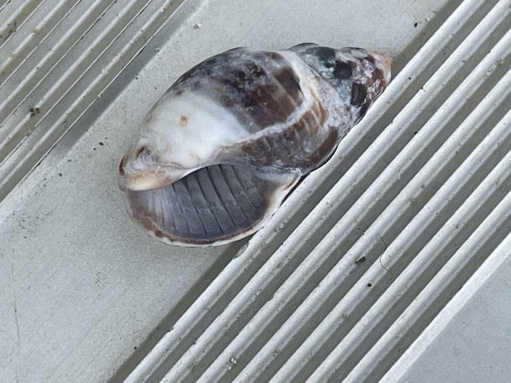 Lineated cominella from Bega Valley, AU-NS, AU on December 19, 2023 at ...