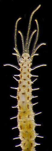 Proceraea nigropunctata · iNaturalist