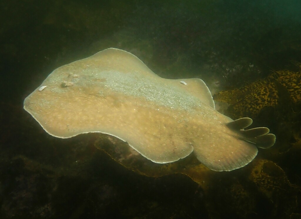 Coffin Ray from Sydney NSW, Australia on December 4, 2023 at 11:32 AM ...