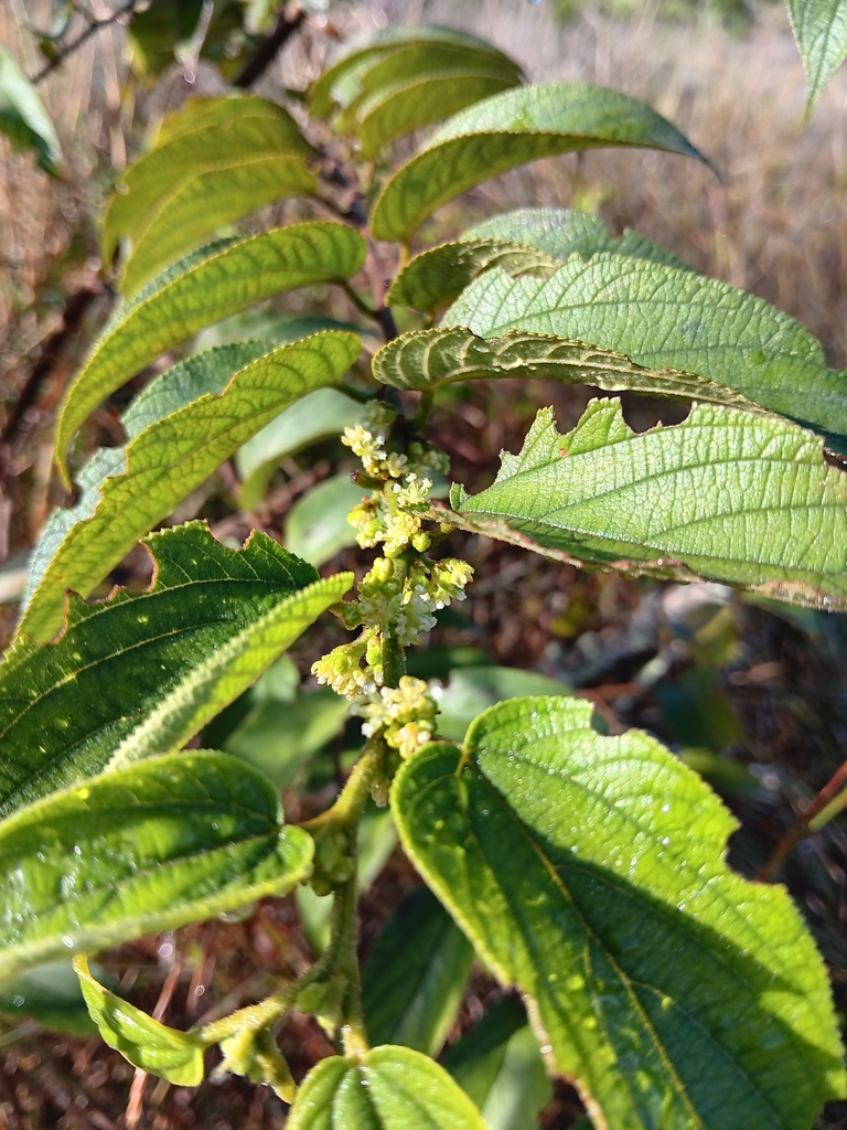 Trema micrantha floridana from Naples, FL 34117, USA on December 18 ...