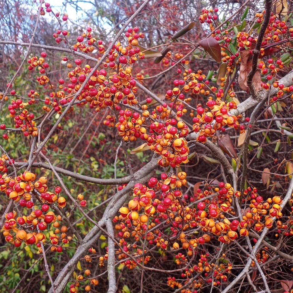 Oriental bittersweet from Cecil County, MD, USA on December 18, 2023 at ...