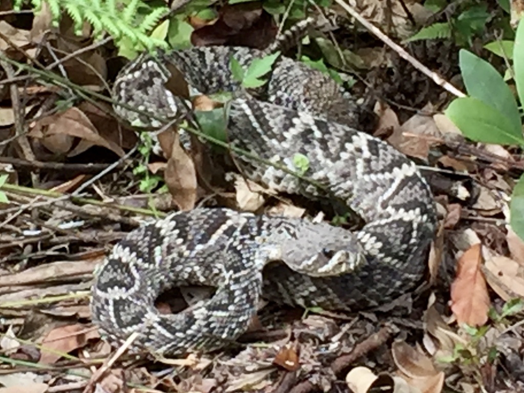 Eastern Diamondback Rattlesnake in February 2016 by stevethesnakeguy ...
