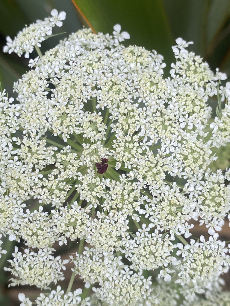 wild carrot from North Shore, Hauraki, Auckland, New Zealand on ...