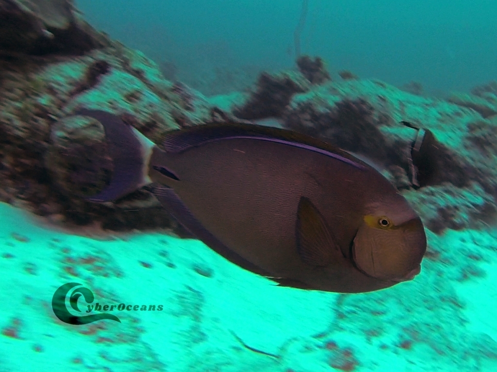 Dark Surgeonfish from Maldivas on December 4, 2016 at 11:53 PM by Ana ...