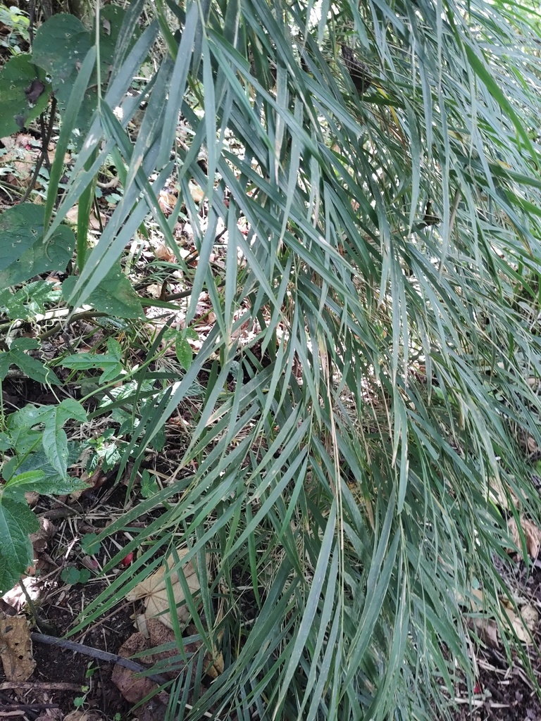 Chusquea longifolia from Cacahoatán, Chis., México on December 11, 2023 ...