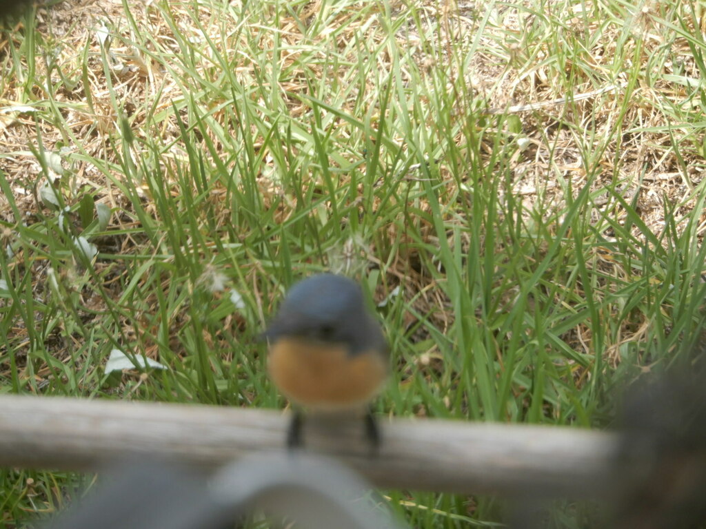 Leaden Flycatcher from Upper Tooloom NSW 2475, Australia on December 19 ...
