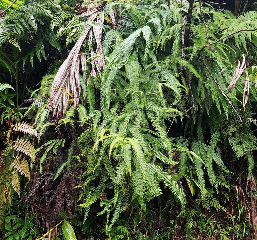forked ferns from Mameyes II, Río Grande 00745, Puerto Rico on December ...