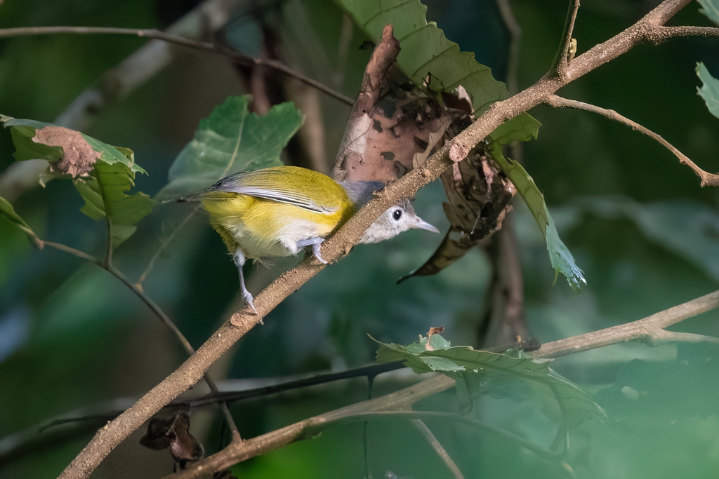 Lesser Greenlet from Bocas del Toro, Bocas del Toro Province, Panama on ...