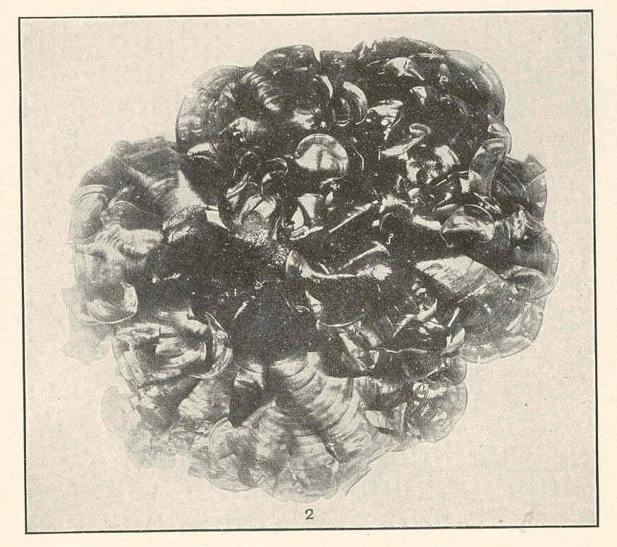 Padina gymnospora (Rocky Shore Species of the Americas) · iNaturalist