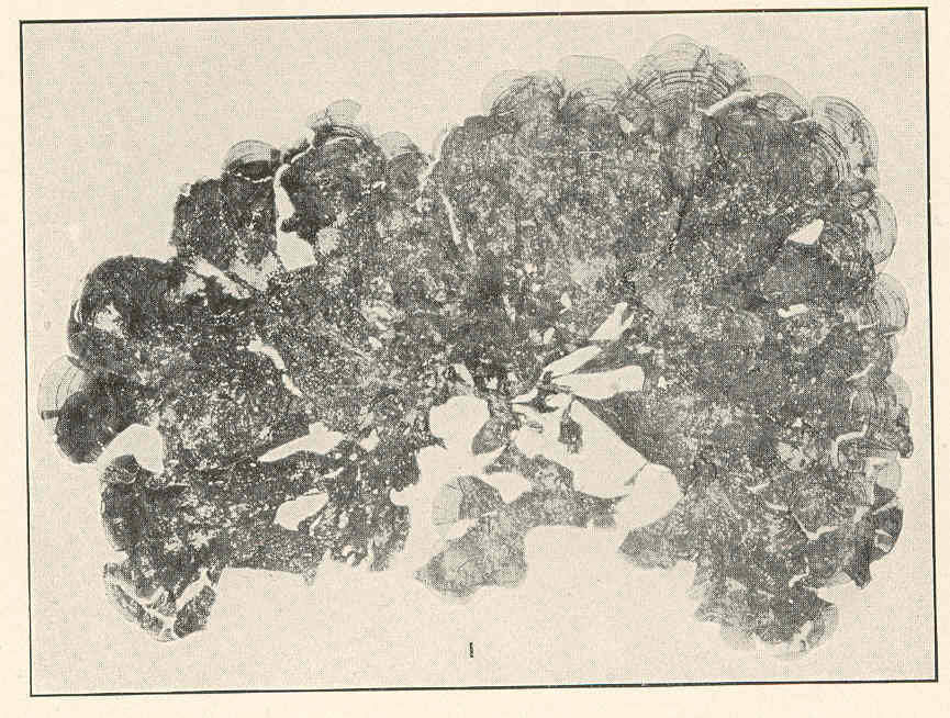 Padina gymnospora (Rocky Shore Species of the Americas) · iNaturalist