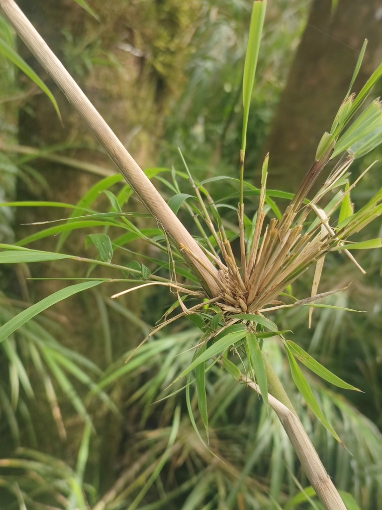 Chusquea longifolia from Cacahoatán, Chis., México on December 11, 2023 ...