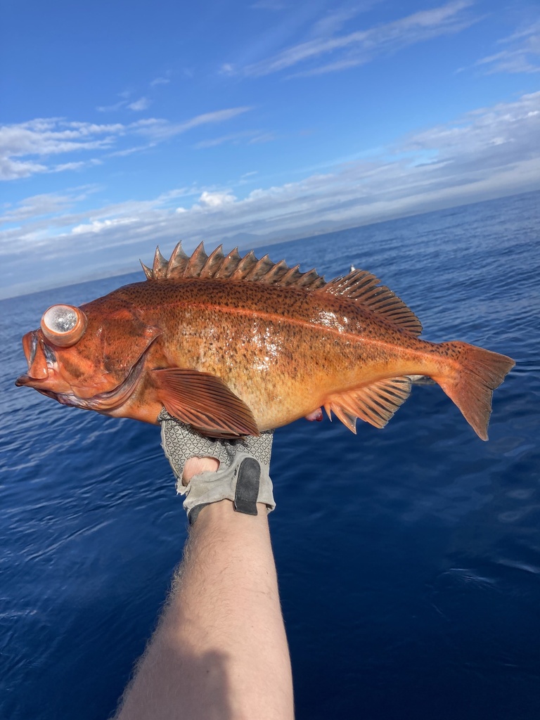 Bank Rockfish from Gulf Of Santa Catalina, US on December 18, 2023 at ...